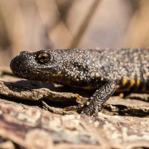 Newt & Amphibian Fencing - AHS Ltd